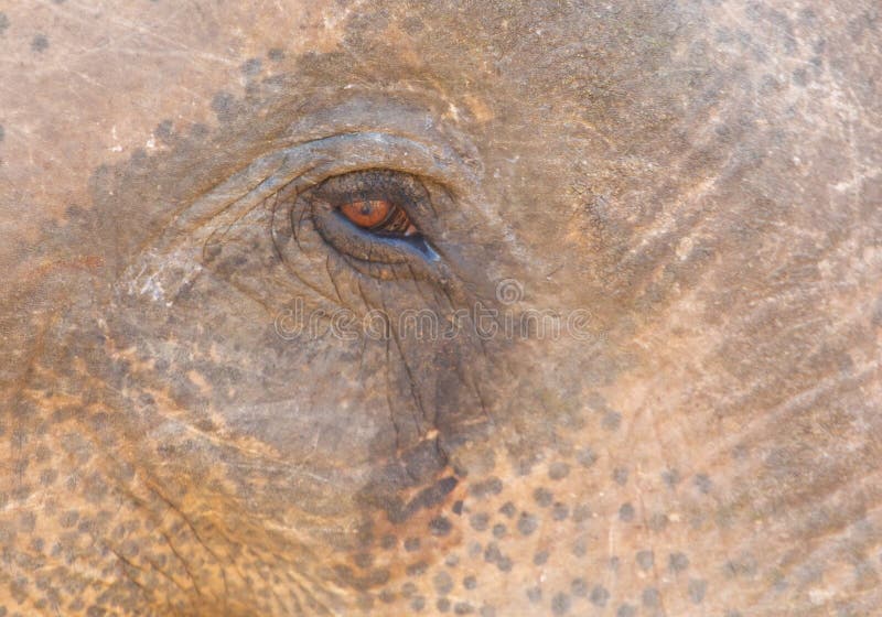The Elephant Has a Sad Look on Its Face Stock Image - Image of ...