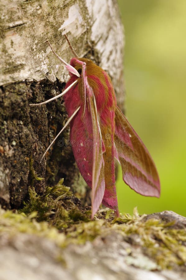 Elephant Hawk Moth Chrysalis. Stock Image - Image of chrysalis, green ...