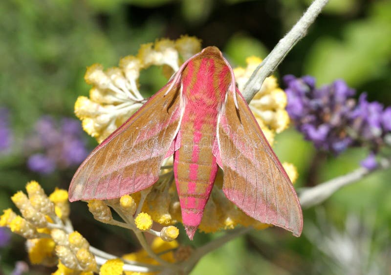 Elephant Hawk Moth stock photo. Image of close, pest, hairy - 970688