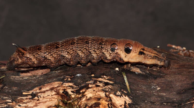 Elephant Hawk Moth Chrysalis. Stock Image - Image of chrysalis, green ...