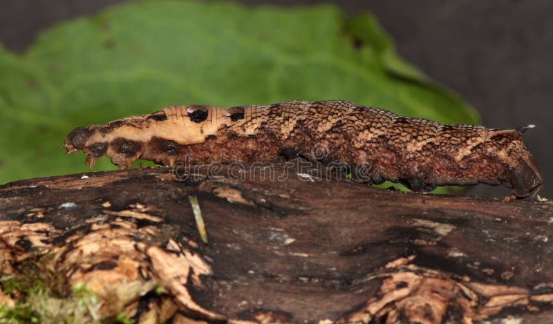 Elephant Hawk Moth Chrysalis. Stock Image - Image of chrysalis, green ...