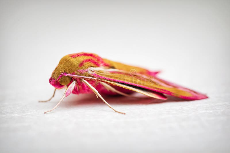 Elephant hawk moth stock photo. Image of macro, imposing - 132231412