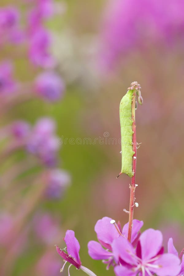 Elephant Hawk Moth, Deilephila Elpenor Larva Stock Photo - Image of ...