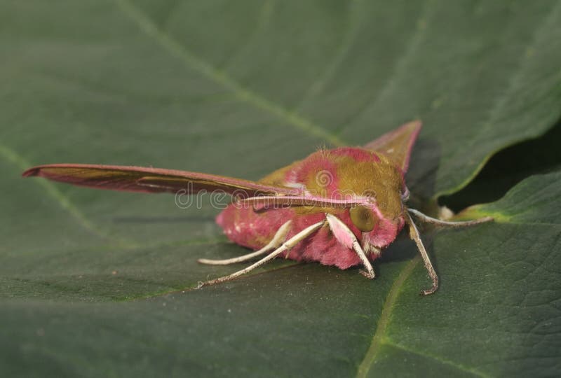 Elephant Hawk Moth stock image. Image of nature, summer - 193652857