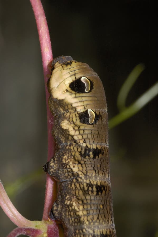 Elephant Hawk Moth stock image. Image of deilephila, nature - 20571139