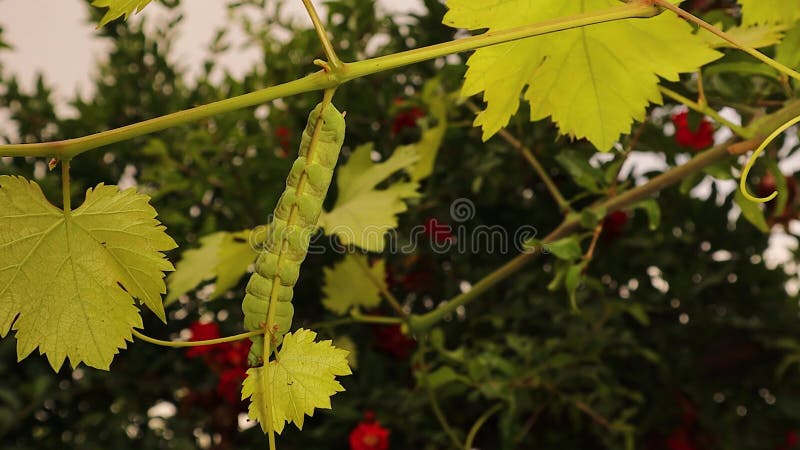 Elephant Hawk-moth Larva Crawling on Grape Leaf, Showing Legs and ...