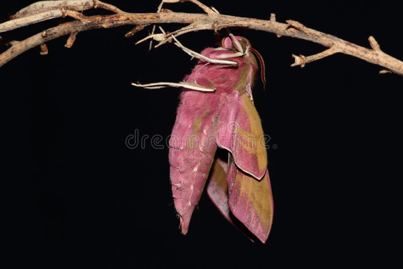 Elephant hawk moth. stock image. Image of elephant, nature - 53387857