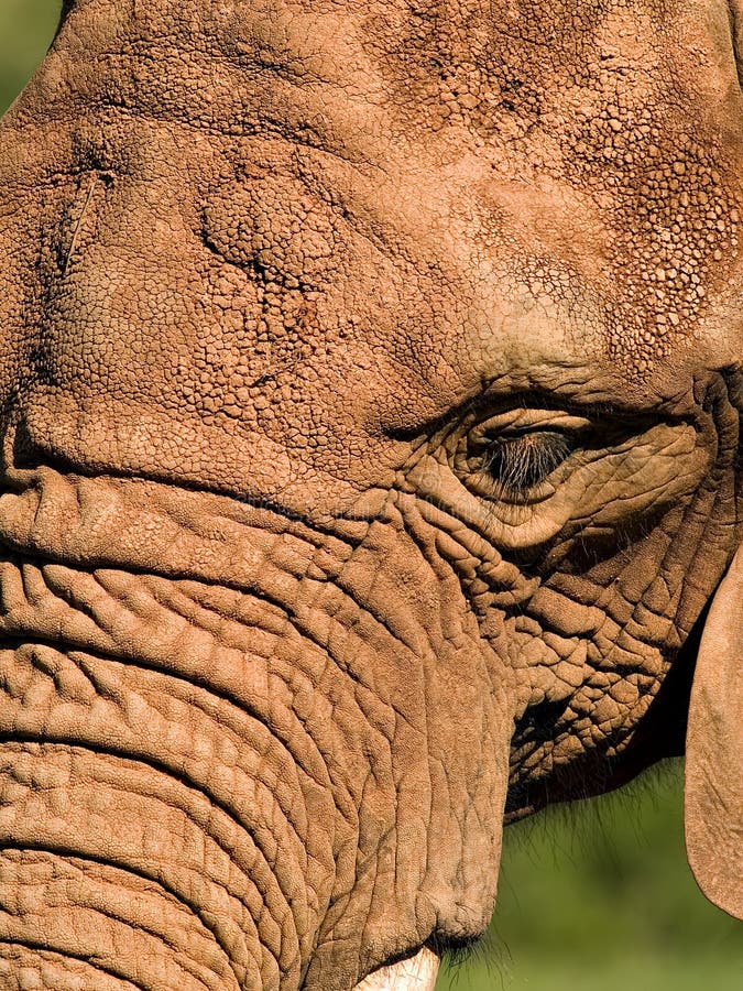 Elephant Head Free Stock Photos & Pictures, Elephant Head Royalty-Free ...