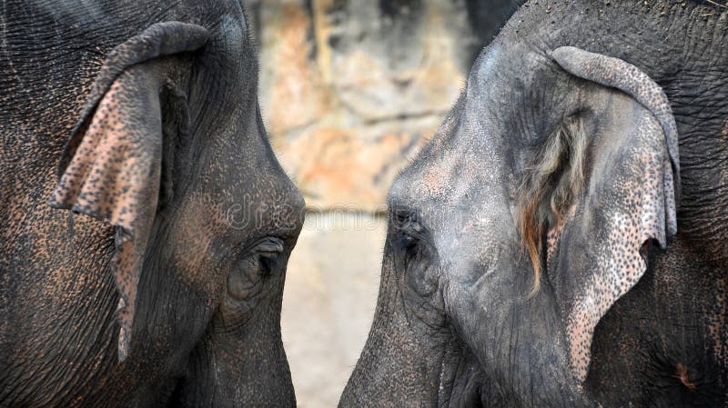 1,858 Profile Elephant Head Photos - Free & Royalty-Free Stock Photos ...