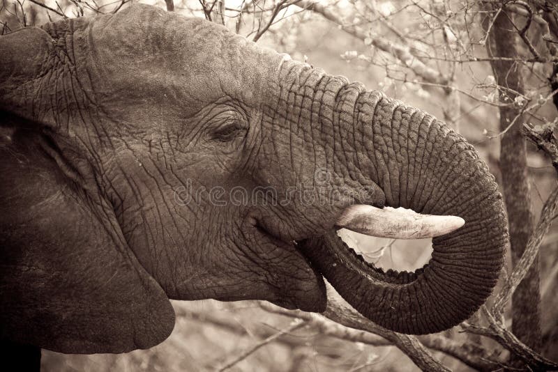 Elephant head stock photo. Image of africa, elephant - 17674260