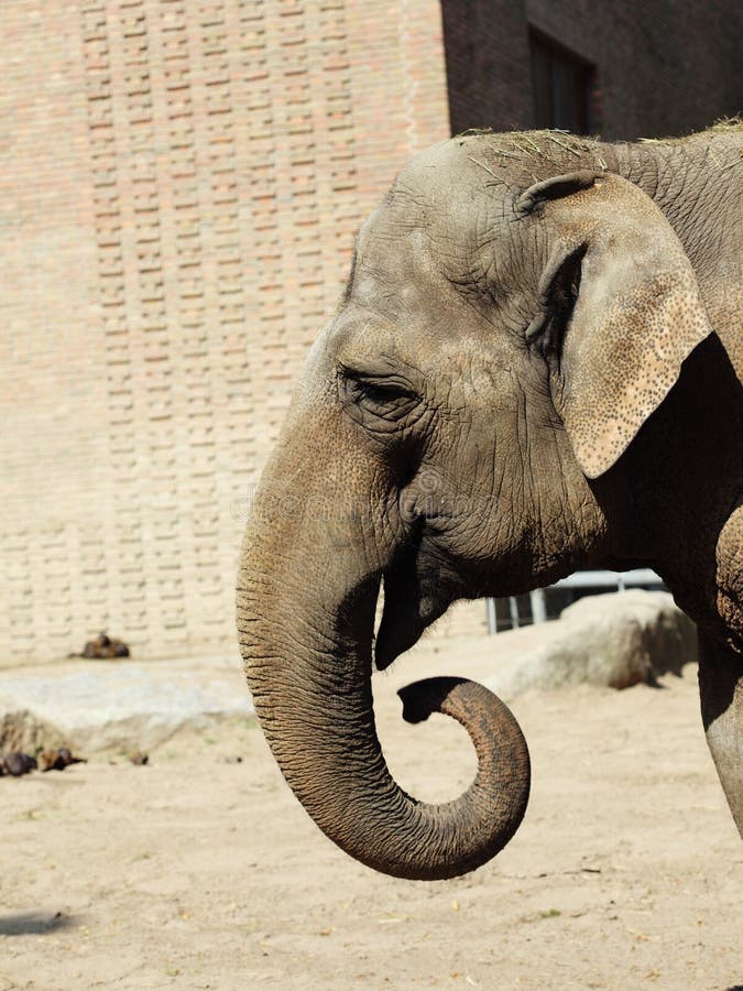 Elephant head stock image. Image of india, huge, animal - 25853561