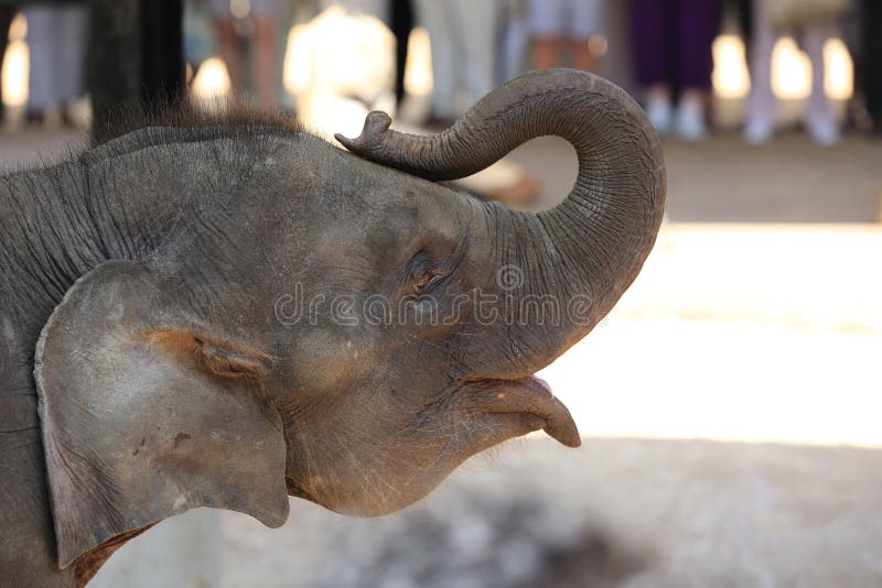 Elephant head stock image. Image of mammal, skin, wildlife - 37755585