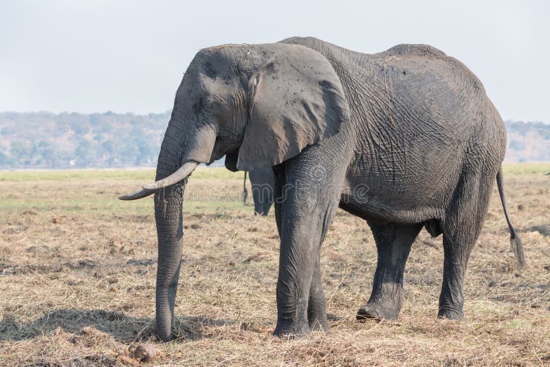Side View Elephant's Head Stock Photos - Download 432 Royalty Free Photos