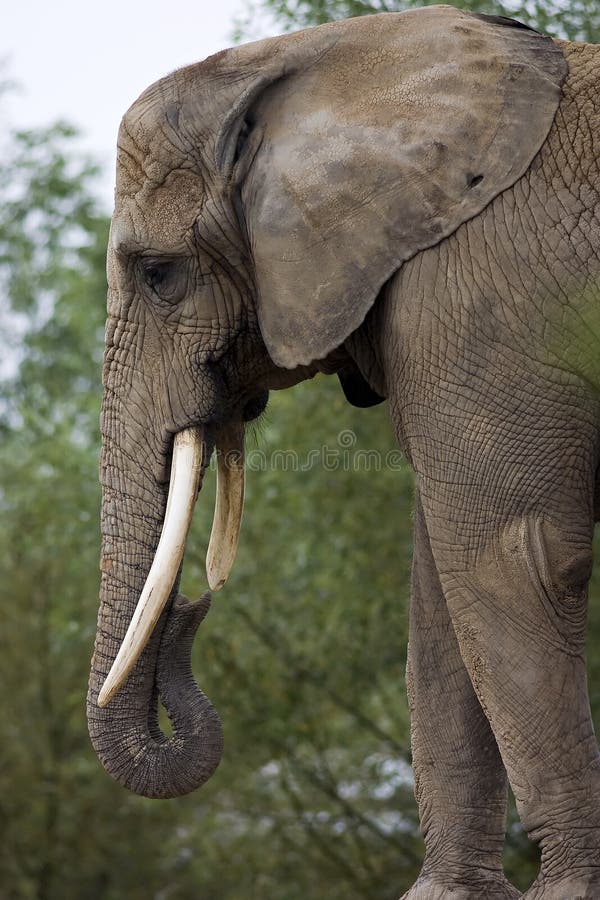 Elephant head stock image. Image of tusk, africa, ivory - 7997209