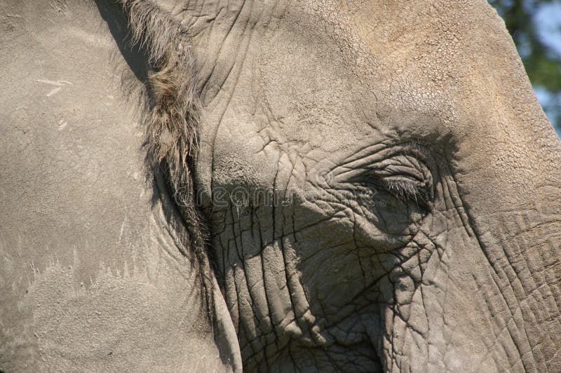 Elephant Head African Cl Up 2 Picture. Image: 988712
