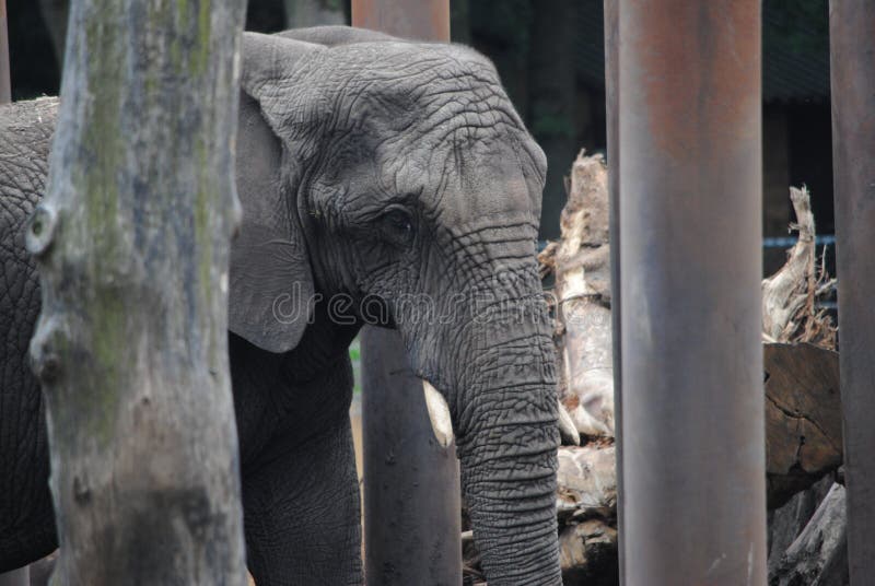 Elephant head stock photo. Image of dutch, beautiful - 127235210