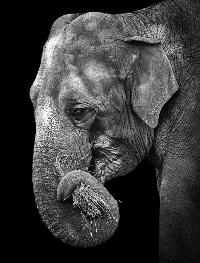 2,164 Profile Elephant Head Stock Photos - Free & Royalty-Free Stock ...