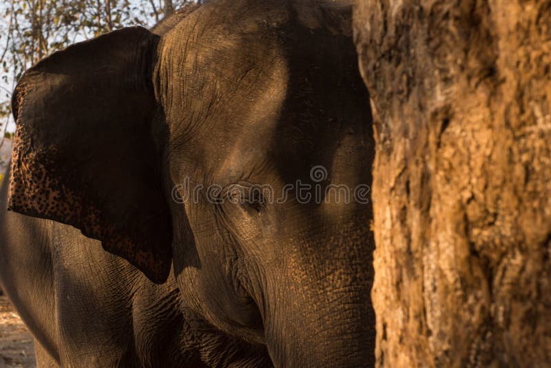 Elephant head close up stock photo. Image of park, nature - 89684252