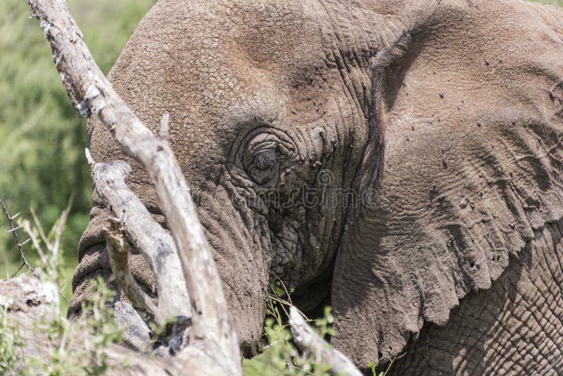 Elephant Head Closeup stock photo. Image of ears, herbivore - 71468088