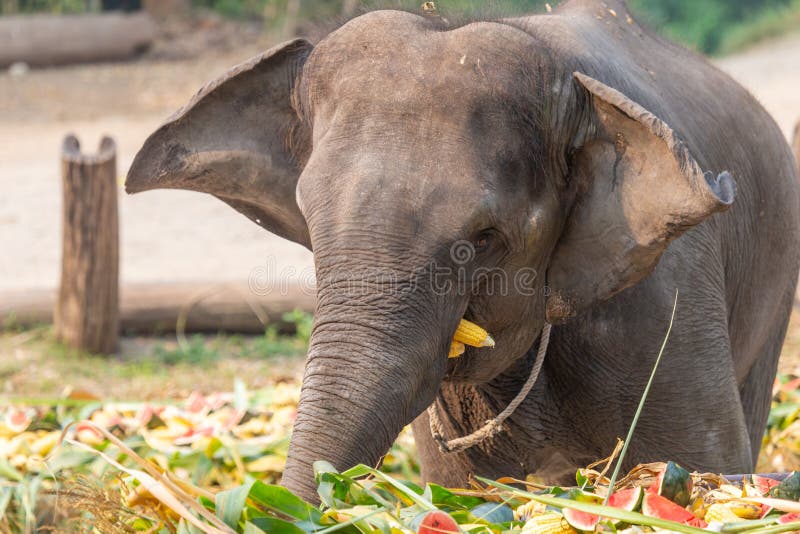 Elephant Head the Elephant Eat Corn Stock Photo - Image of green, head ...