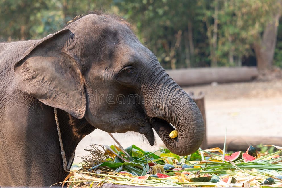 Elephant Head the Elephant Eat Corn Stock Photo - Image of outdoor ...