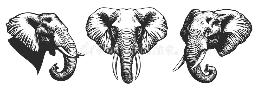 Elephant Head Face Portrait Set Front And Side View Stock Illustration Illustration Of