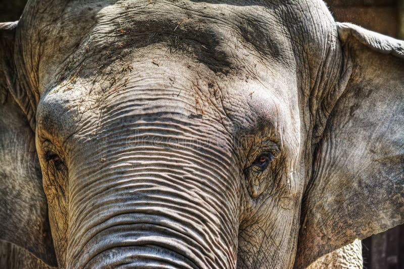 Profile Elephant Head Stock Images - Download 1,506 Royalty Free Photos