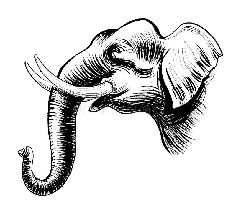 Elephant head stock illustration. Illustration of head - 263301244
