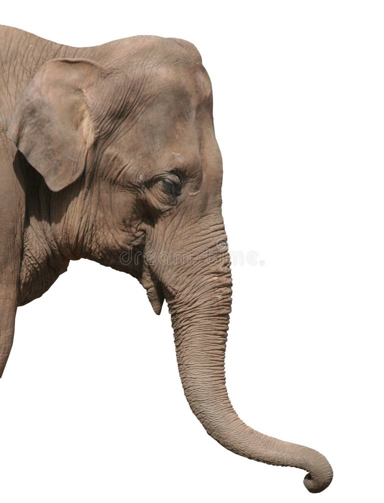 2,538 Profile Elephant Head Stock Photos - Free & Royalty-Free Stock ...