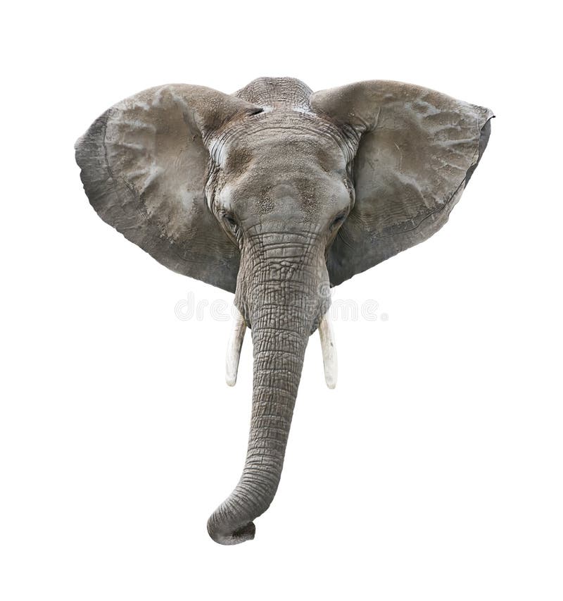 An elephant head isolated stock photo. Image of strength - 141212