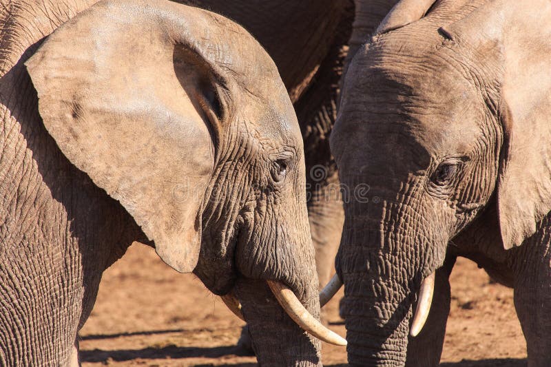 Close up of elephants stock image. Image of close, wildlife - 328282791