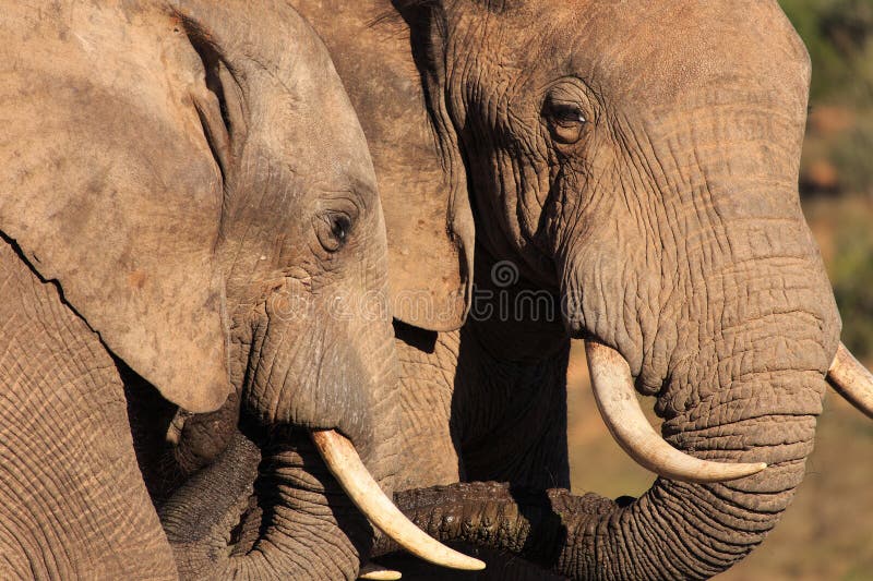 Close up of elephants stock image. Image of mammals - 328283469