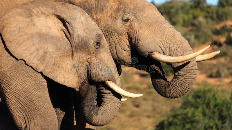 Close up of elephants stock image. Image of single, animal - 328283485