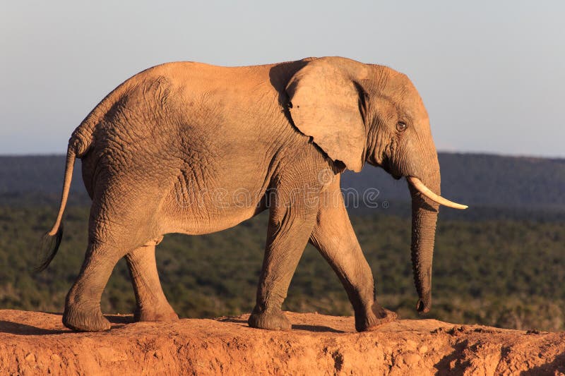Single male Elephant stock image. Image of park, tusk - 328338665