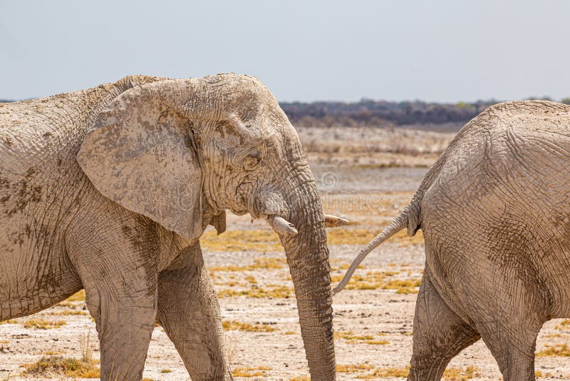 Elephant Herd Walking in the African Wilderness Stock Photo - Image of ...