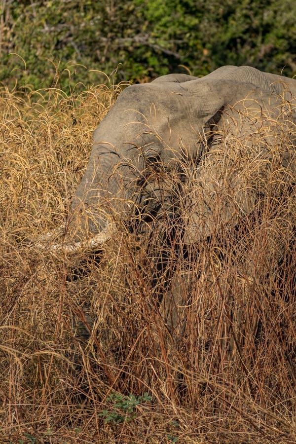 Elephant Hidden Behind the Bush, Vertical Composition Stock Image ...