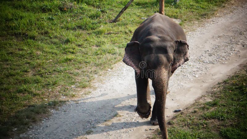 Elephant and His Master Riding Stock Photo - Image of baby, riding ...