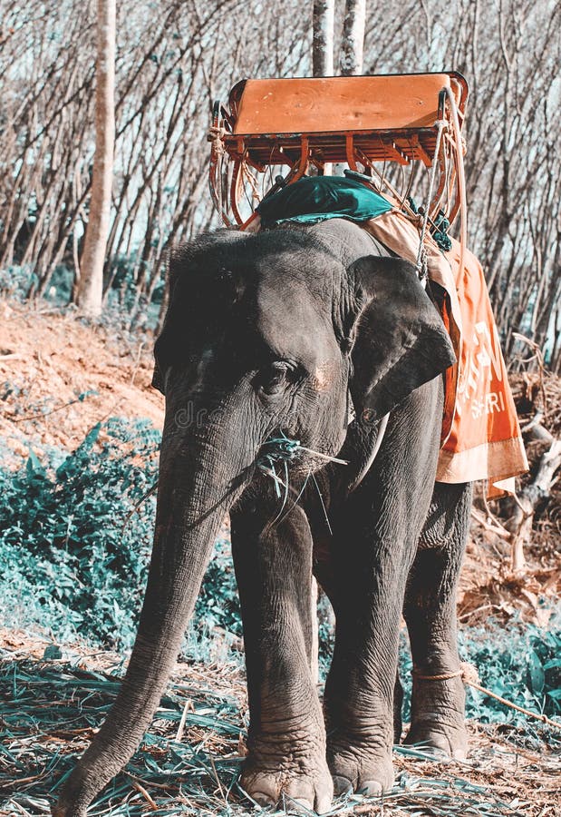 Elephant with howdah stock photo. Image of face, closeup - 108228276