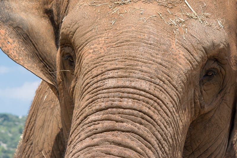 Elephant stock image. Image of masai, column, nature - 57879797