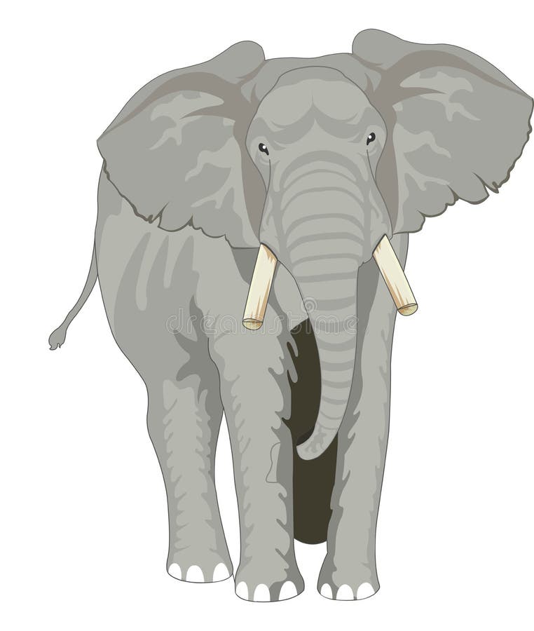 Elephant Front View Vector Elephant Front Images – Browse 17,828