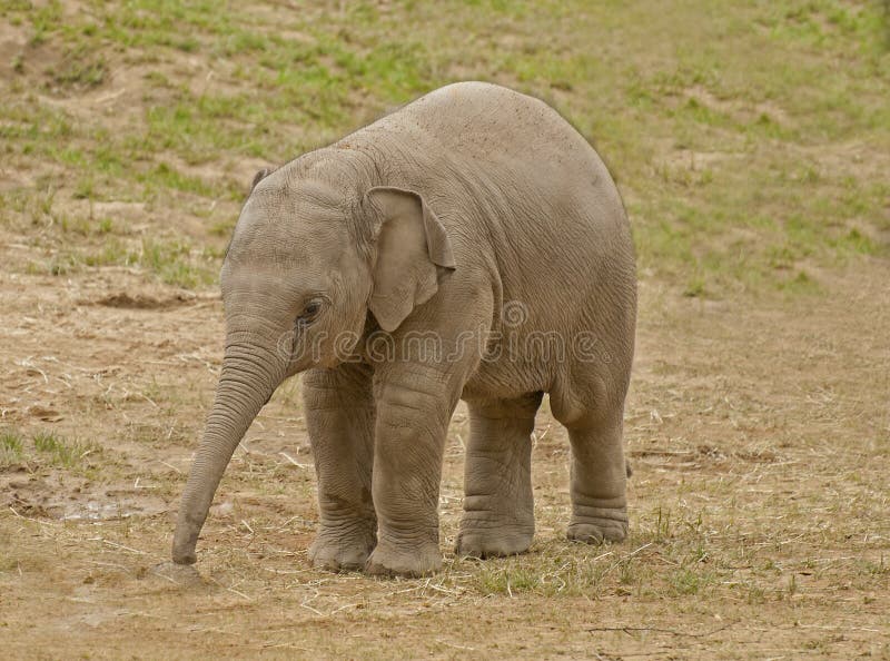 Small elephant stock photo. Image of elephant, family - 31673292