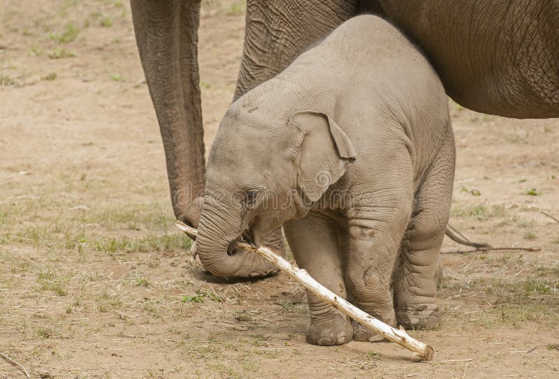 Elephant stock photo. Image of animal, family, nature - 35551178
