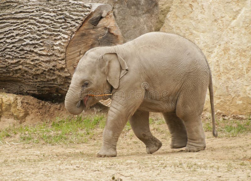 Elephant stock image. Image of natural, nature, trunk - 35551215