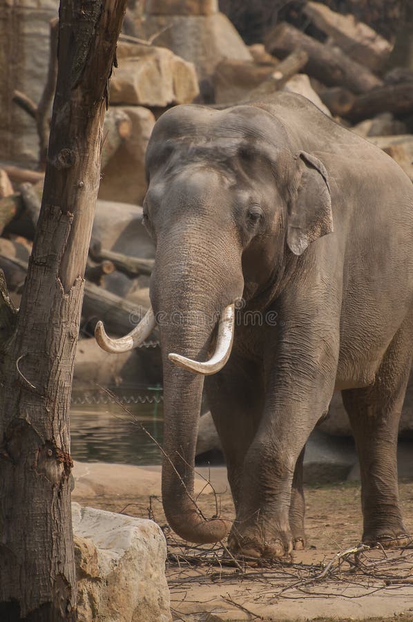 Elephant stock photo. Image of nature, vertebrate, strong - 34045010