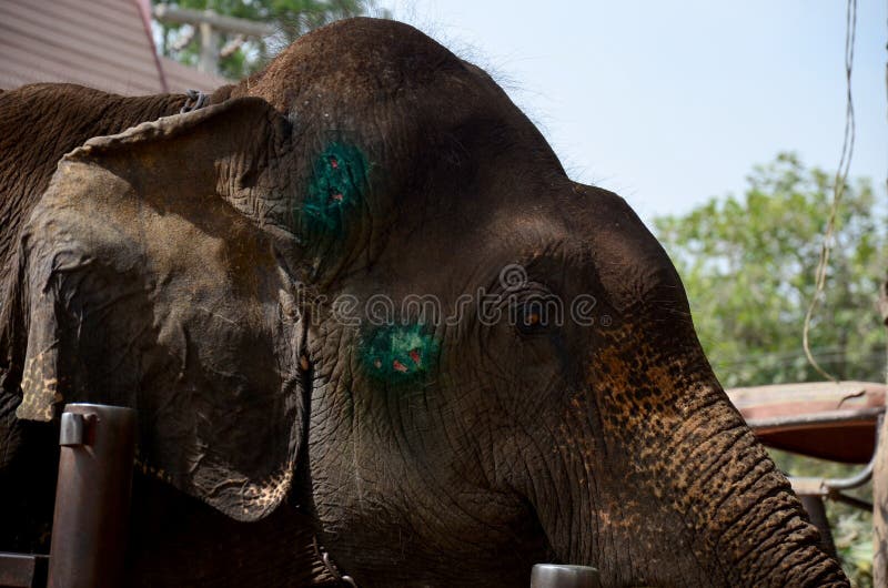 A sick elephant stock image. Image of infected, close, equipment - 383331