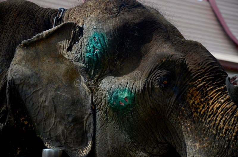 Sick Elephant Stock Photos - Free & Royalty-Free Stock Photos from ...