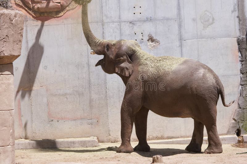 Elephant Interacting with Objects at Wildlife Park during Sunny ...
