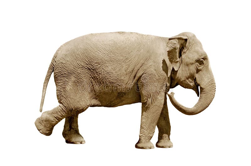 Elephant isolated stock photo. Image of nature, profile - 15008528