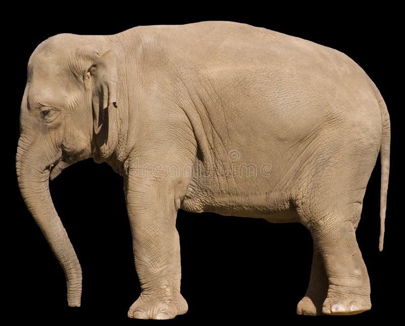 Elephant - Isolated Side View Stock Photo - Image of ivory, burma: 10994222