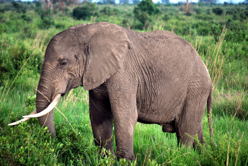 Elephant isolated stock photo. Image of tronc, formation - 79399178